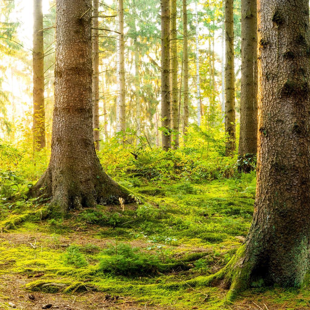 Forestry: a growing asset class | Technical guide | PRI
