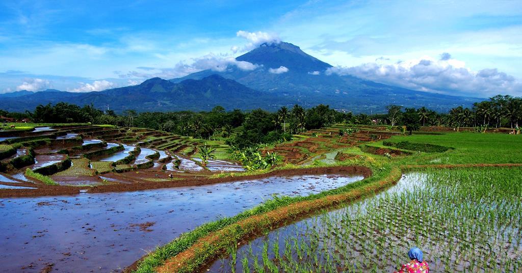 Pengembangan Sektor Pertanian di Indonesia: Tantangan, Prestasi, dan ...