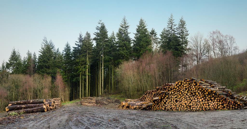 Responsible investment in forestry | Technical guide | PRI