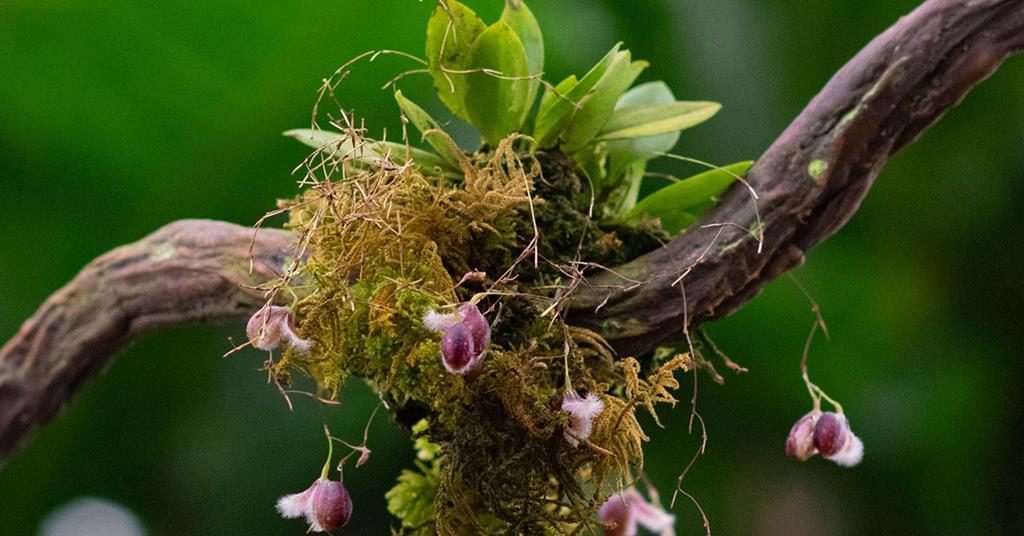 CBD: Convention on Biological Diversity | Webinar | PRI