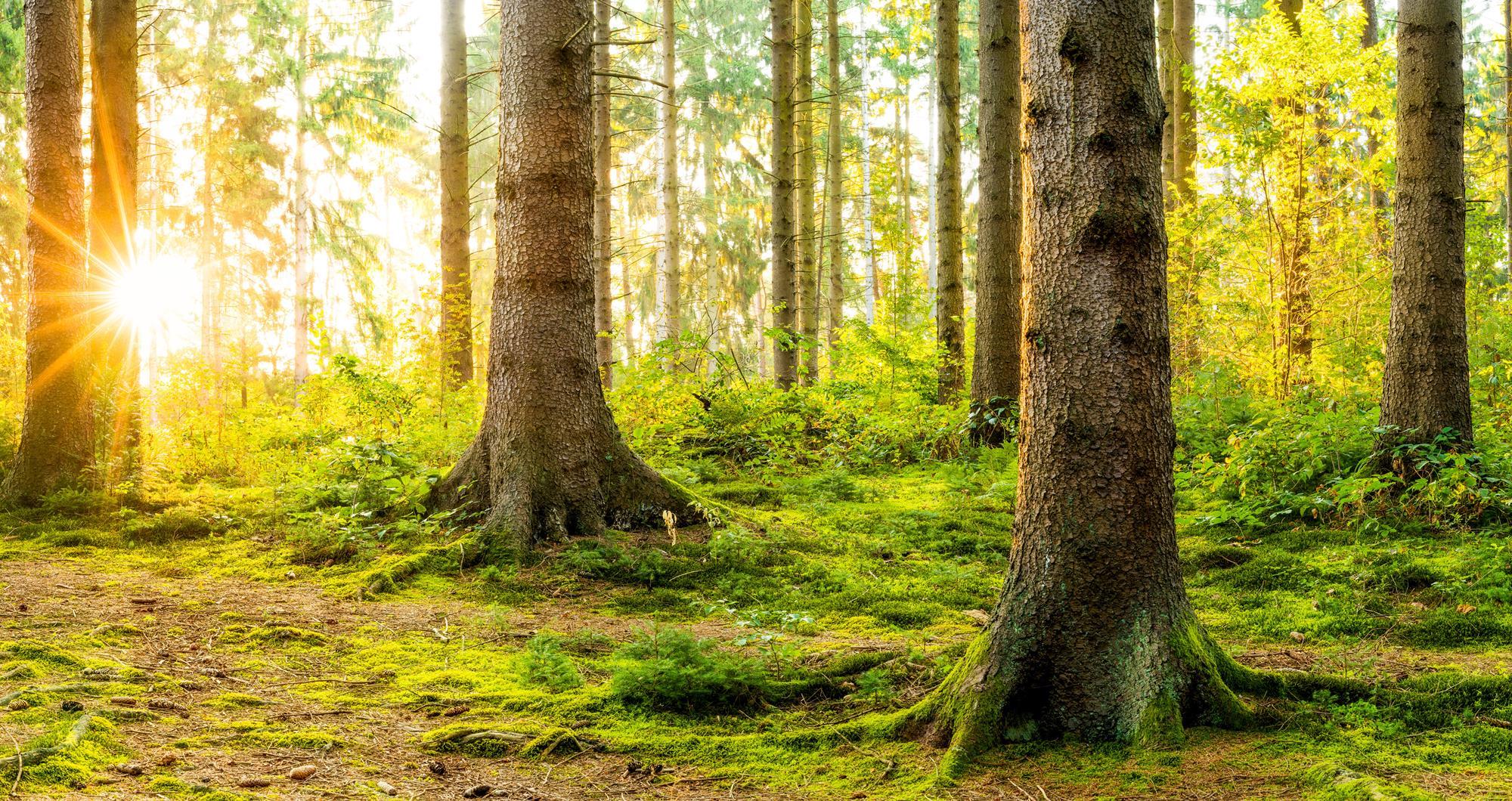 Forestry: a growing asset class | Technical guide | PRI