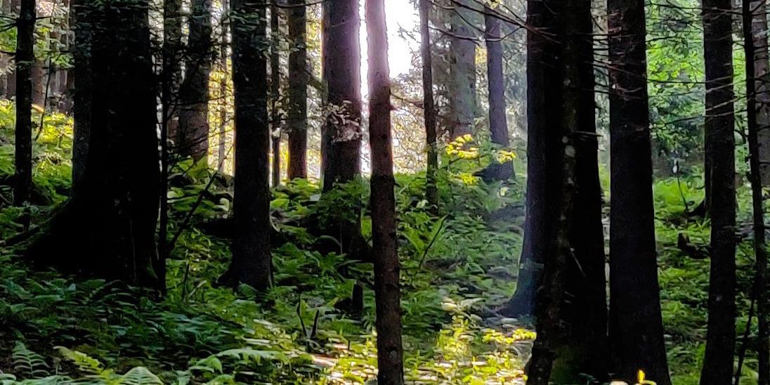 The ASCOR Project: Progress report | Article | PRI