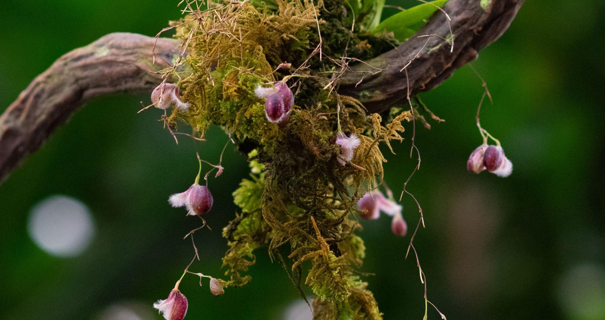 CBD: Convention on Biological Diversity | Webinar | PRI